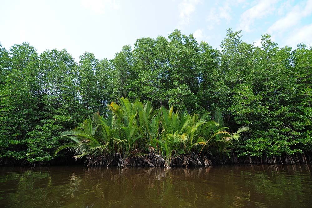 Setiu Wetlands: Terengganu’s Underrated Natural Treasure – Katsetiu